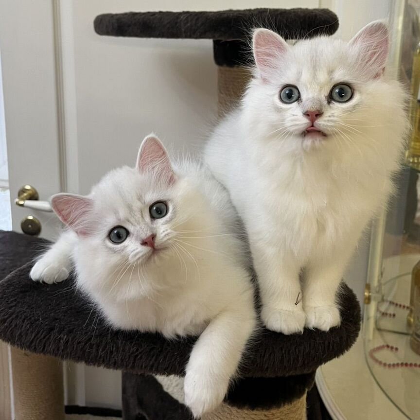 Британский длинношёрстный котёнок