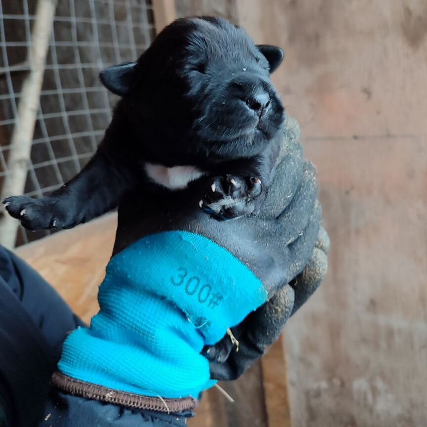 Американский стаффордширский терьер, щенок