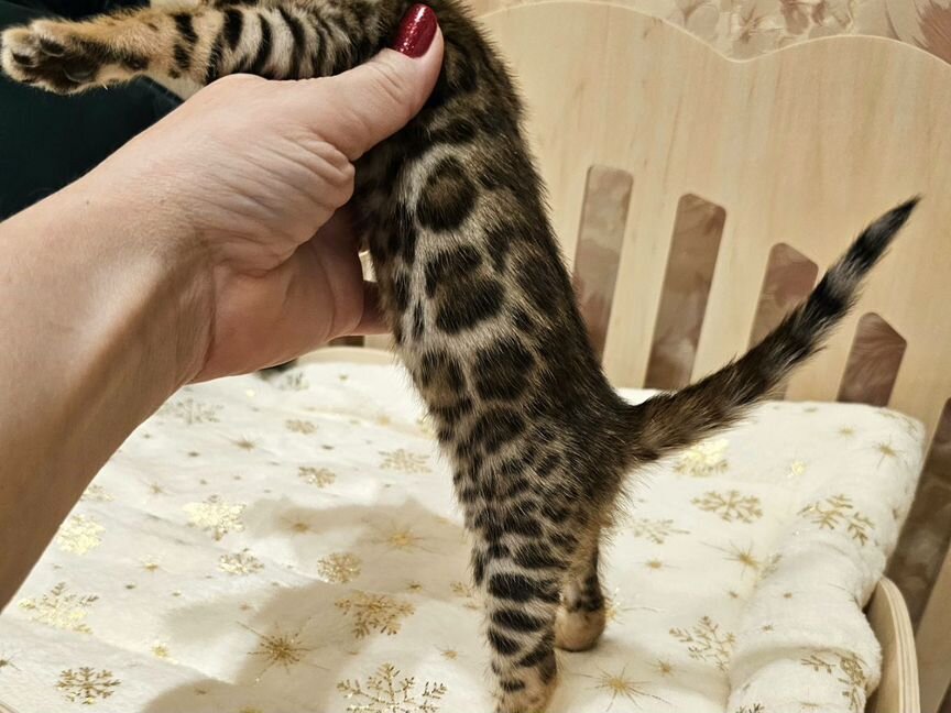 Бенгальские котята бенгальская бенгалы