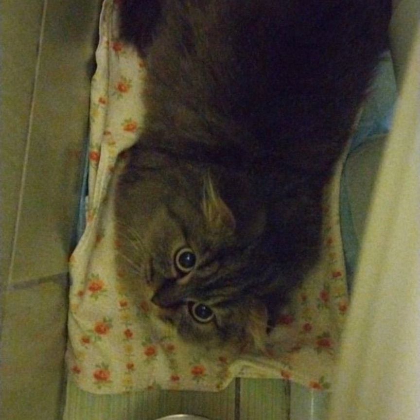 Взрослый кот в добрые руки