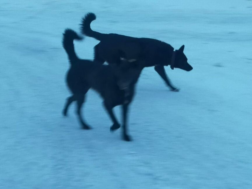 Найдена собака