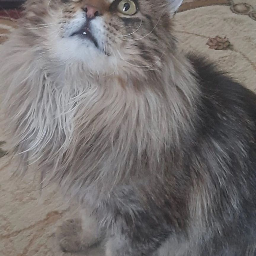 Кот в добрые руки