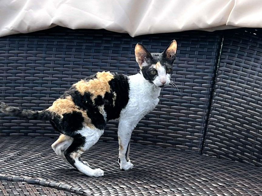 Котята корниш-рекс