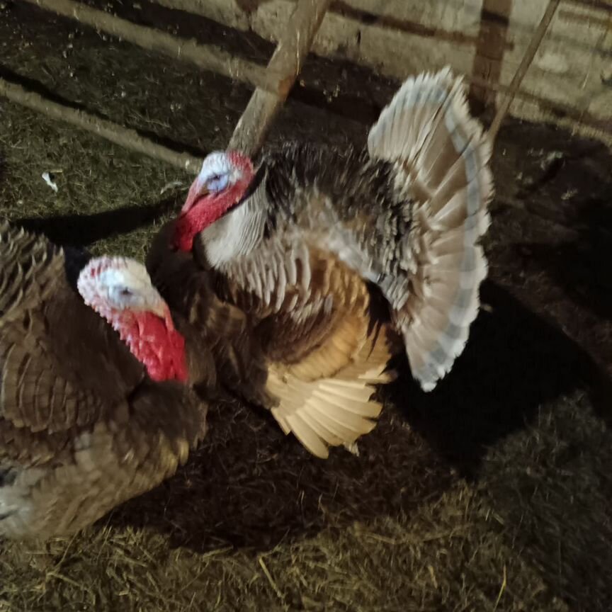 Индюки, петухи