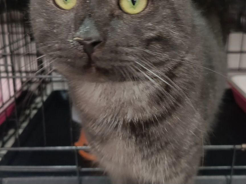 Пристраивается кот их котокафе 33 кота