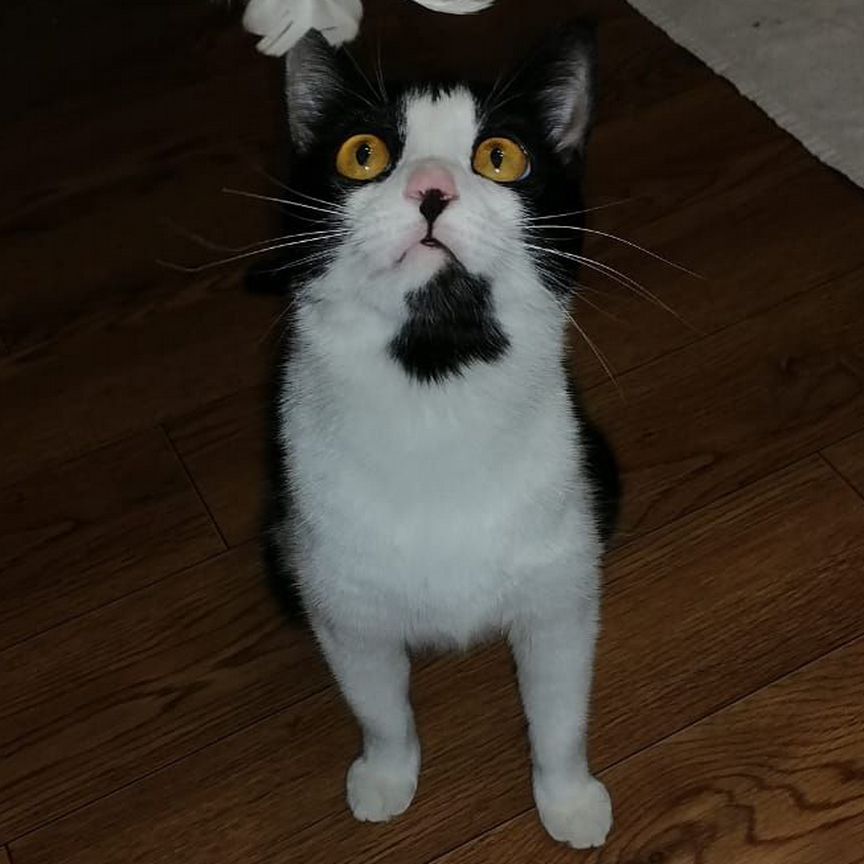 Кошка ищет дом