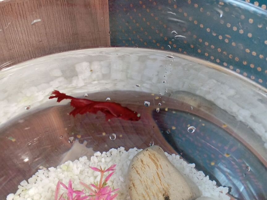 Рыба петушок