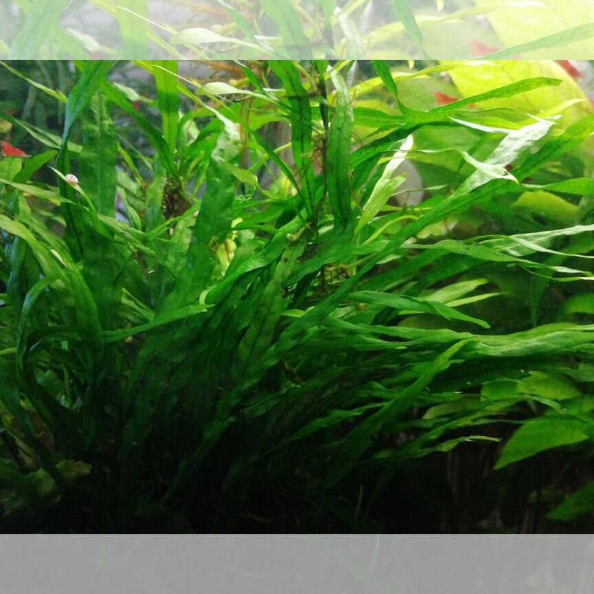 Тайландский папоротник