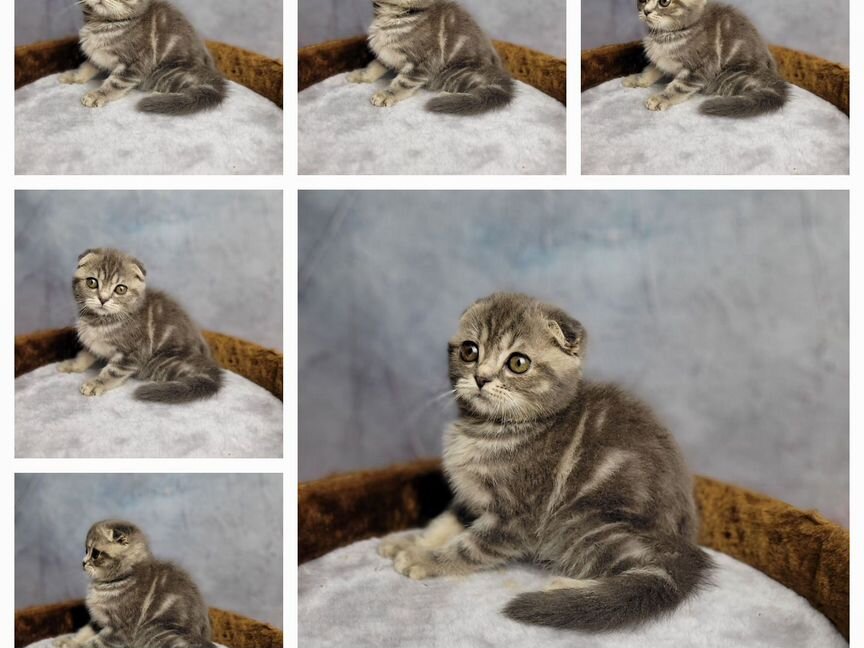 Шотландские вислоухие котята