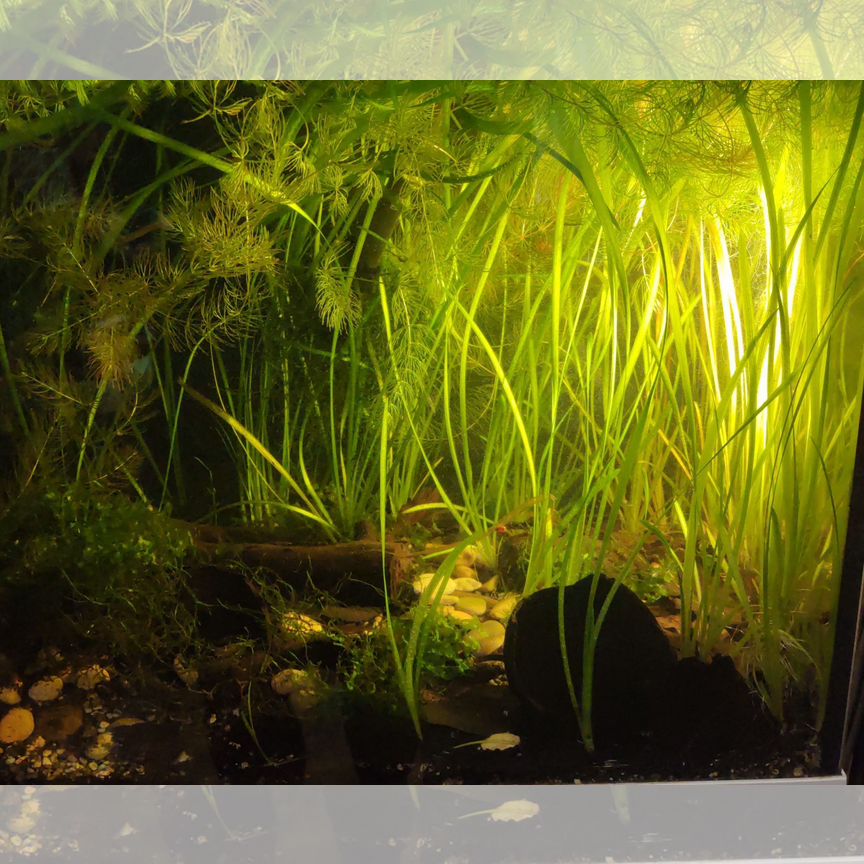 Валлиснерия