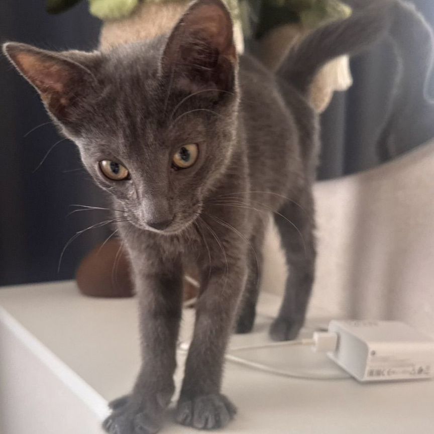Котёнок в добрые руки