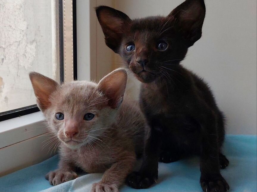 Ориентальные котята