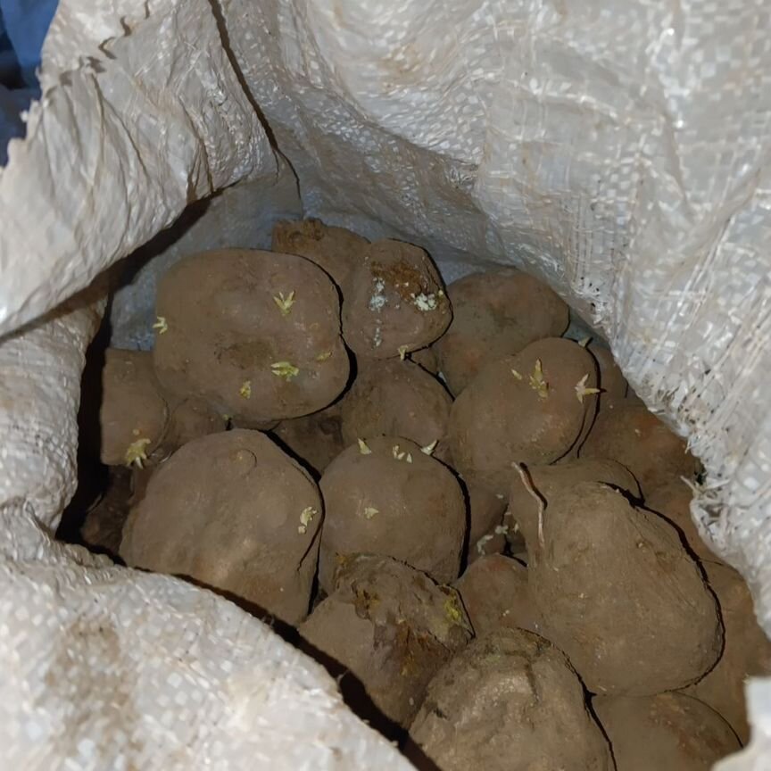 Продам картофель на корм скоту