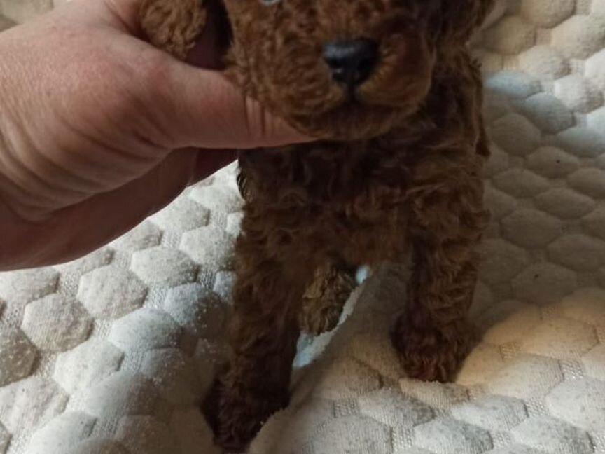 Той-пудель ред браун