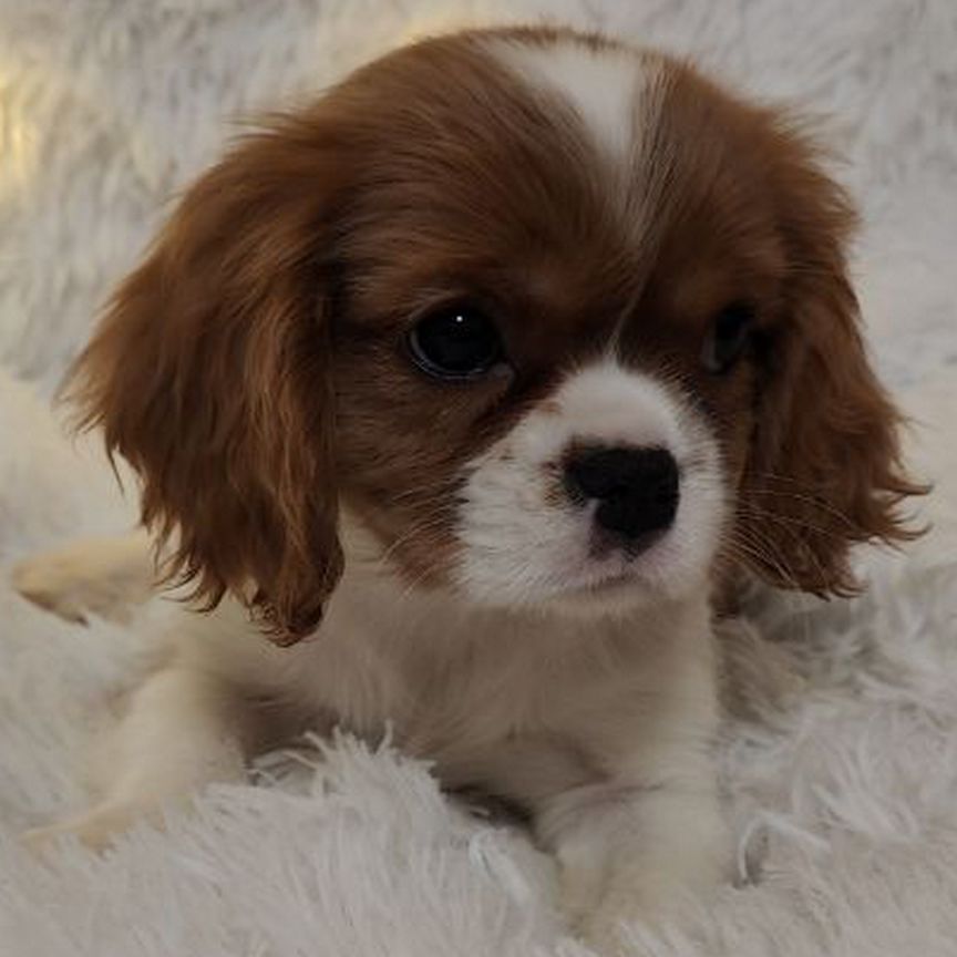 Кавалер кинг-чарльз-спаниель, щенок