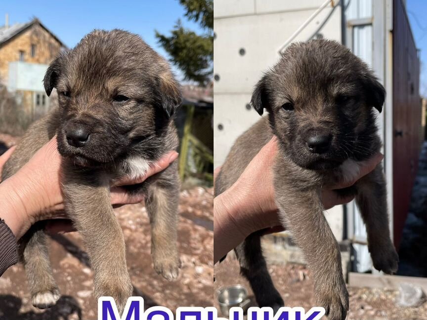 Собака в добрые руки