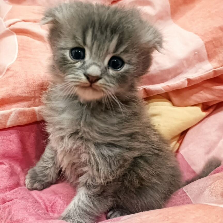 Котенок бесплатно