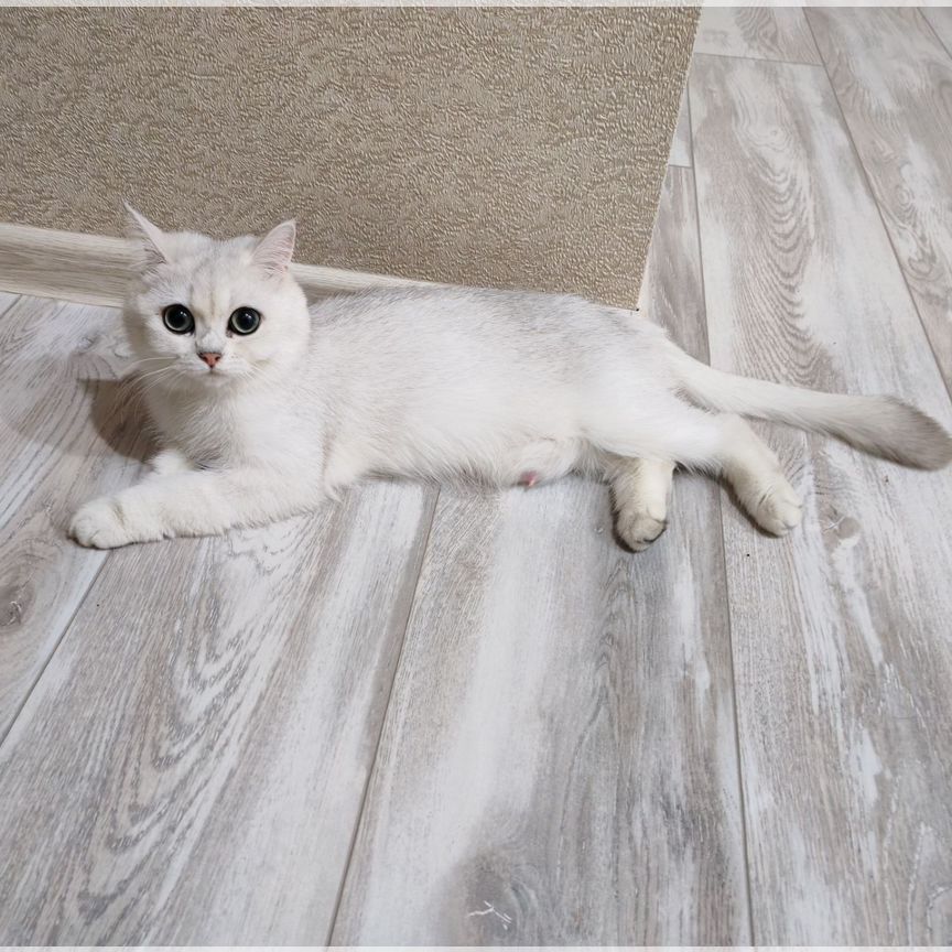 Шотландская прямоухая короткошёрстная, взрослая кошка