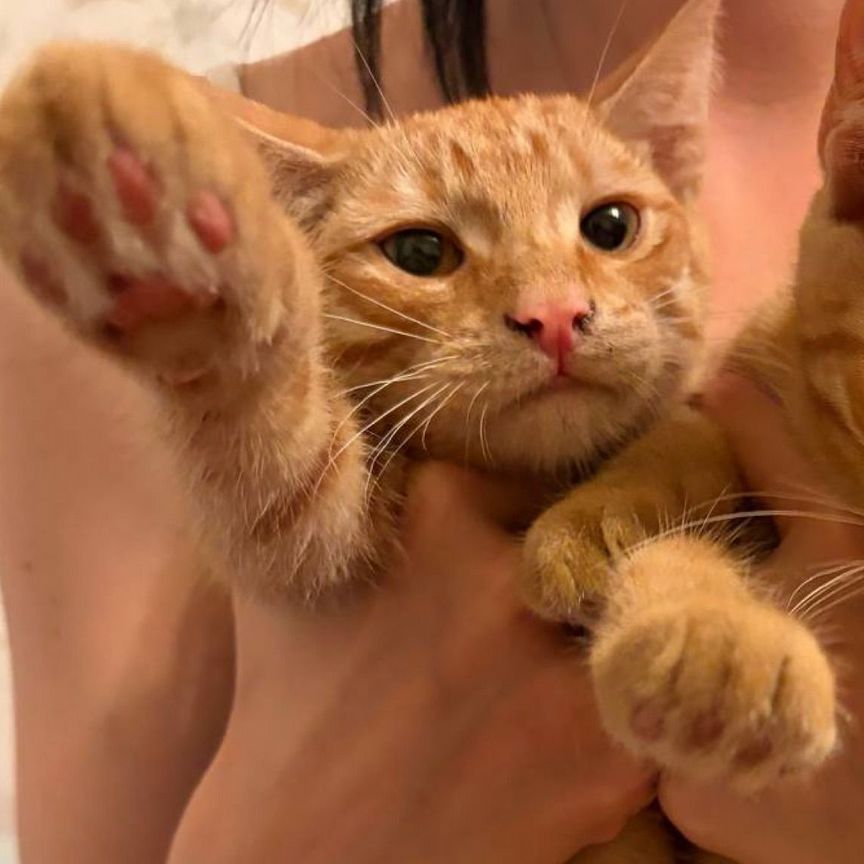 Котёнок в добрые руки
