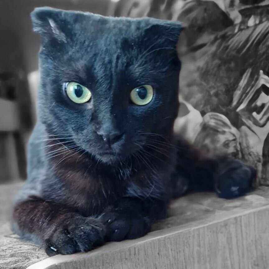 Котик в добрые руки