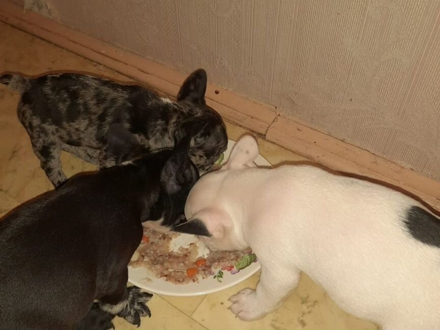 Французский бульдог