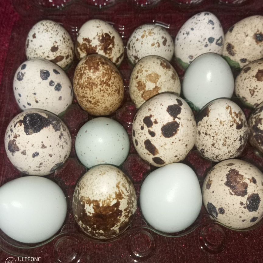 Перепела. Яйцо столовое. ия