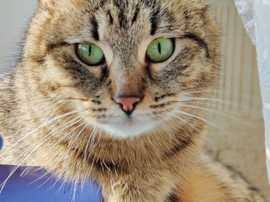 Кошечка Масяня ищет дом