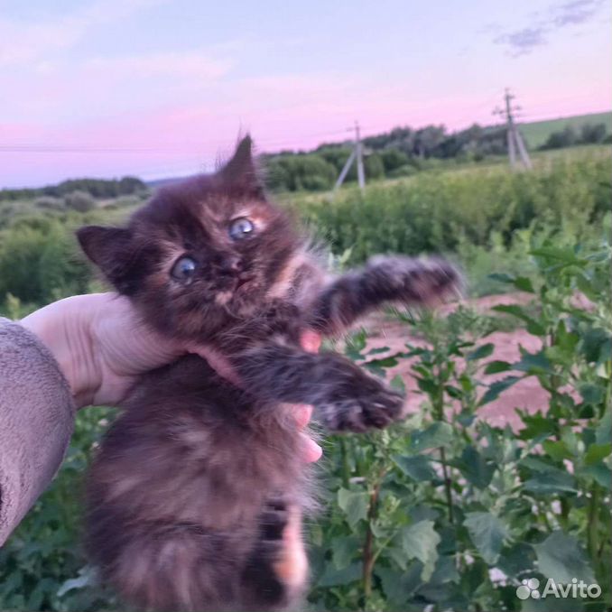 Сиротка ищет дом