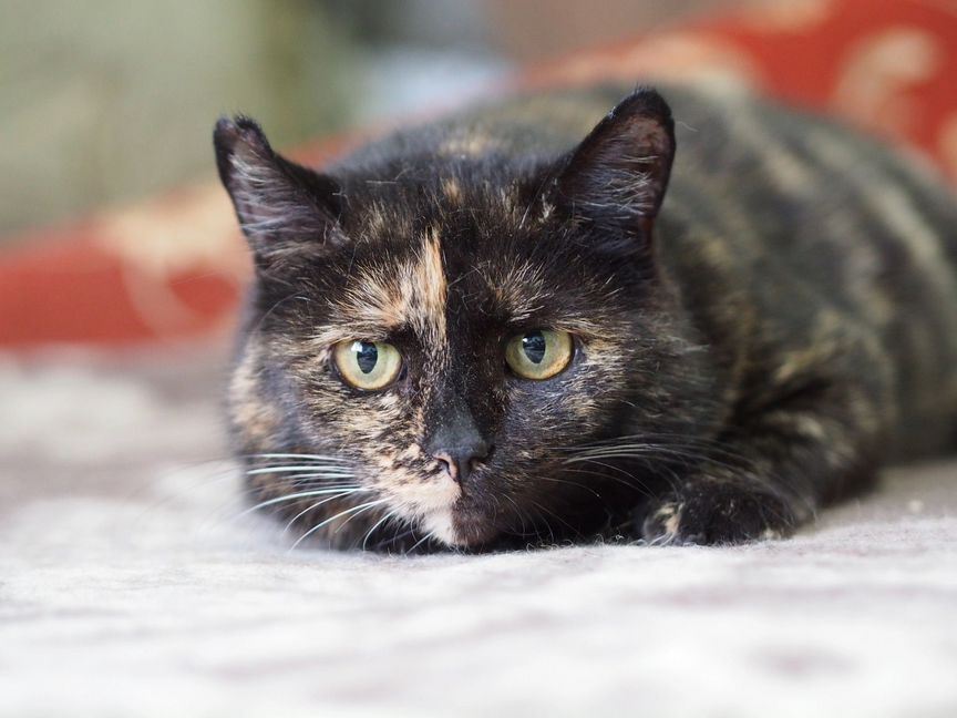 Яркая толстушечка ищет дом