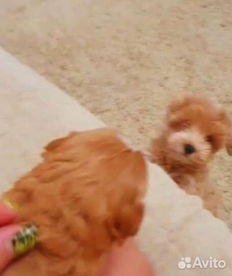 Мальтипу ф1