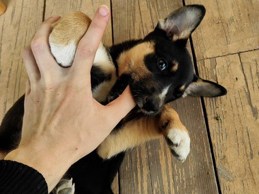 Щеночек ищет свой дом