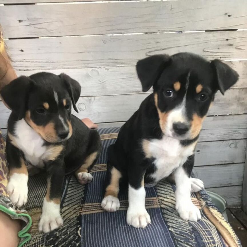 Щенки метисы, отец Стафф.терьер