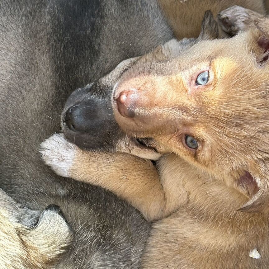 Щеночки в добрые руки