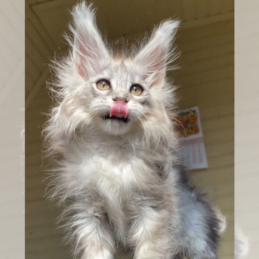 Мейн-кун котёнок