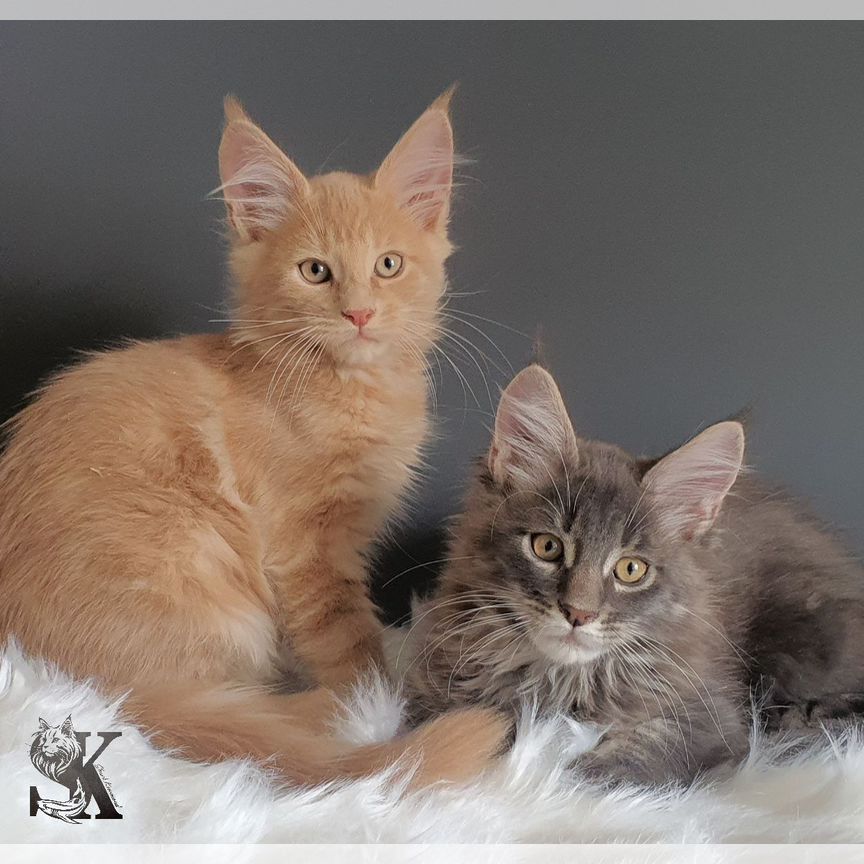 Мейн-кун котёнок