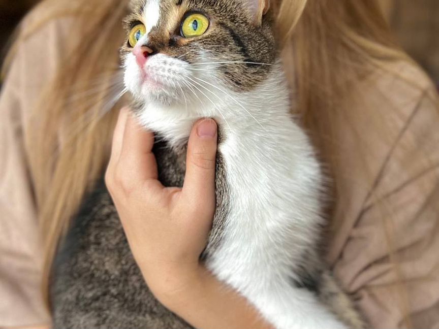 Кошечка Поночка в добрые руки