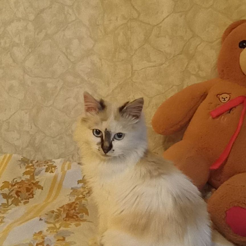 Очаровательные кошечки 4 мес. Мышеловки)
