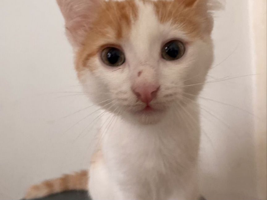 Котик