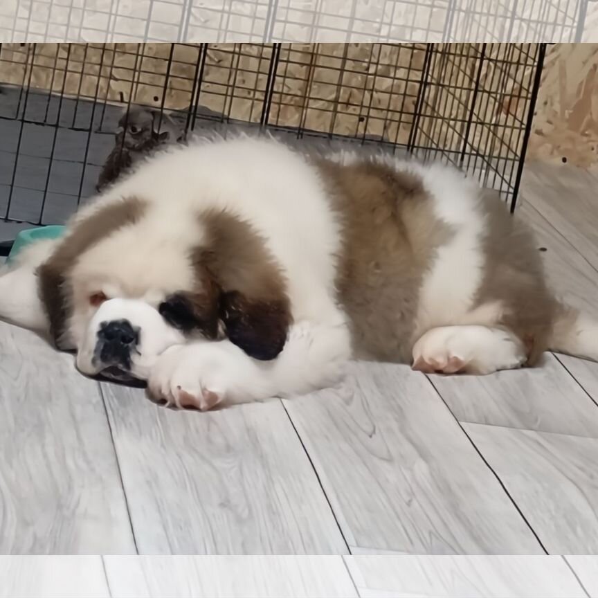 Сенбернар, щенок