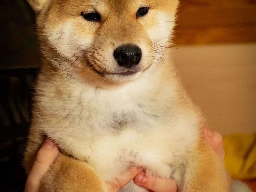 Щенок сиба ину, кобель