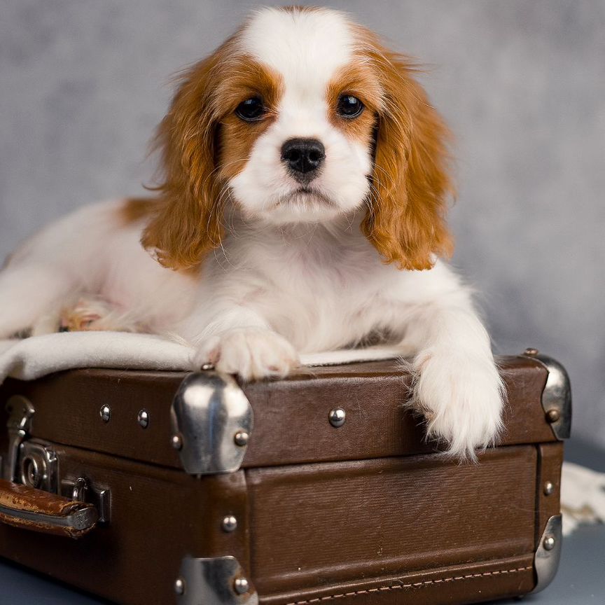 Кавалер кинг-чарльз-спаниель, щенок