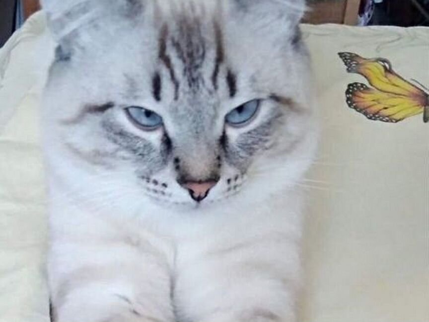 Тайский кот на вязку
