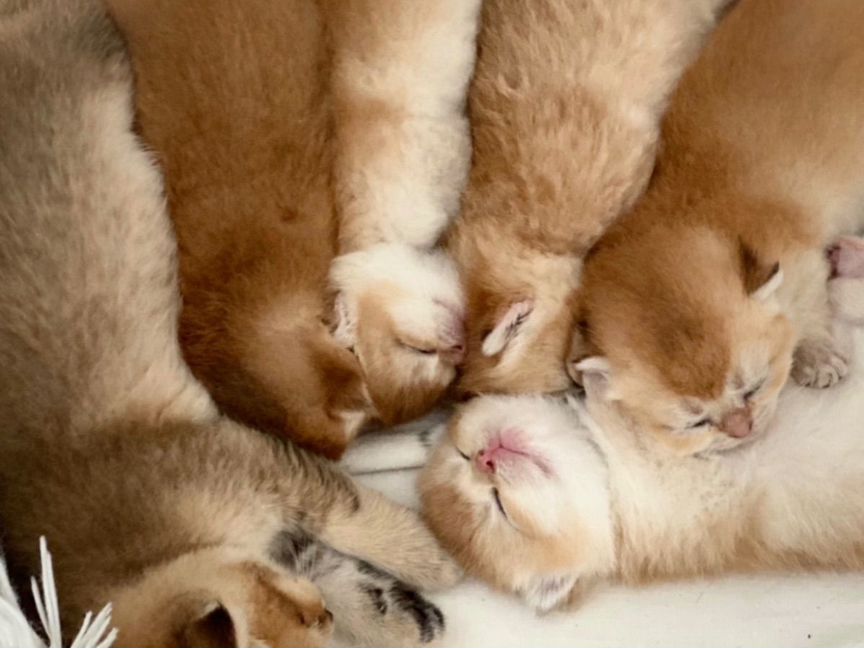 Котята золотая шиншилла