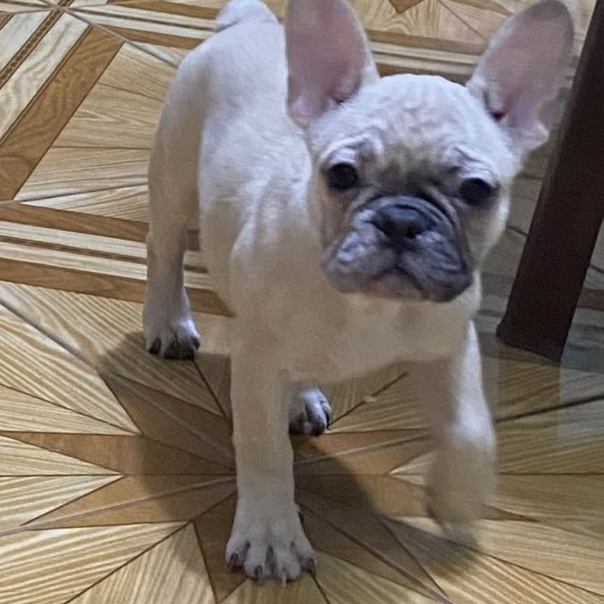 Французский бульдог, щенок