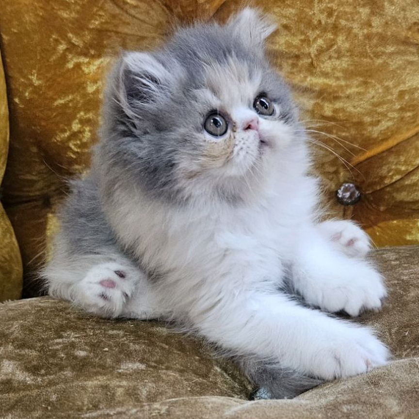 Экзотический короткошёрстный котёнок