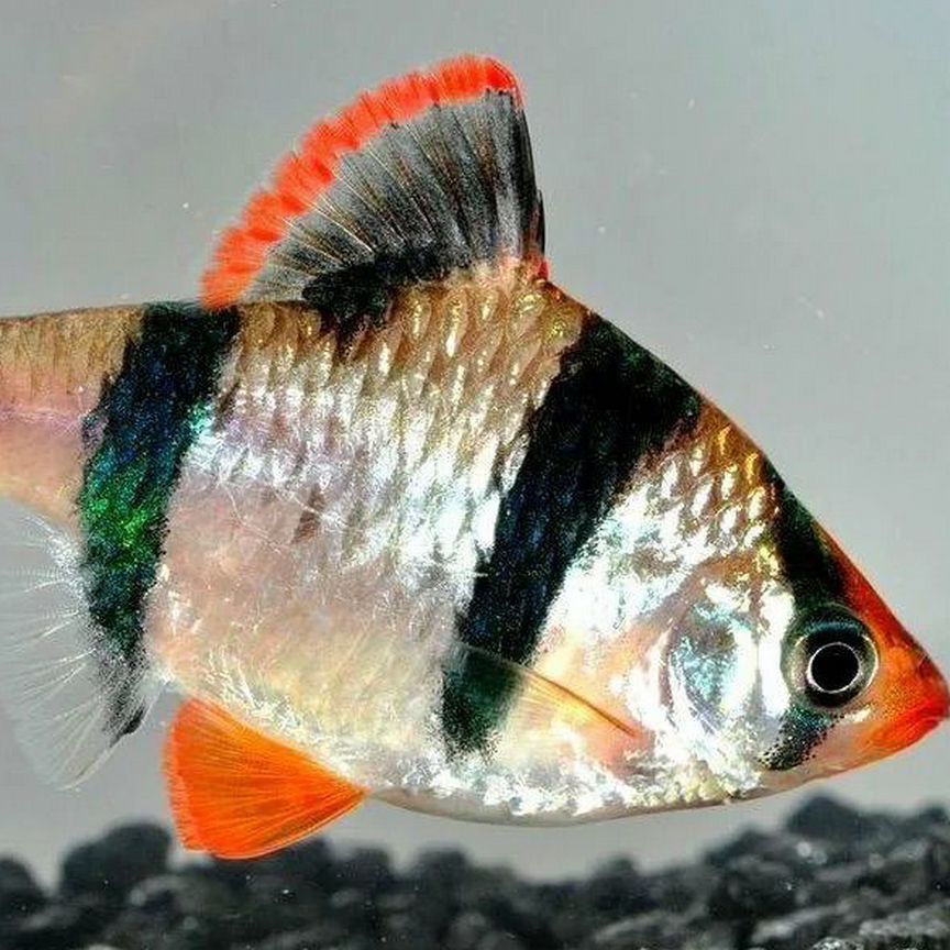 Суматранский барбус 4 штуки