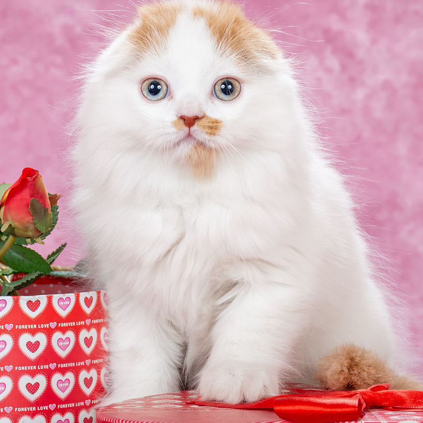 Шотландский вислоухий длинношёрстный котёнок