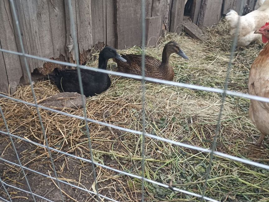 Утки индийский бегунок (семья)