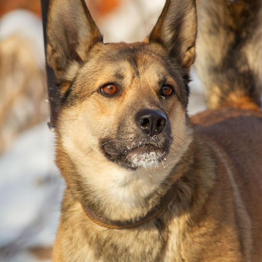 Благодарный пес Бим