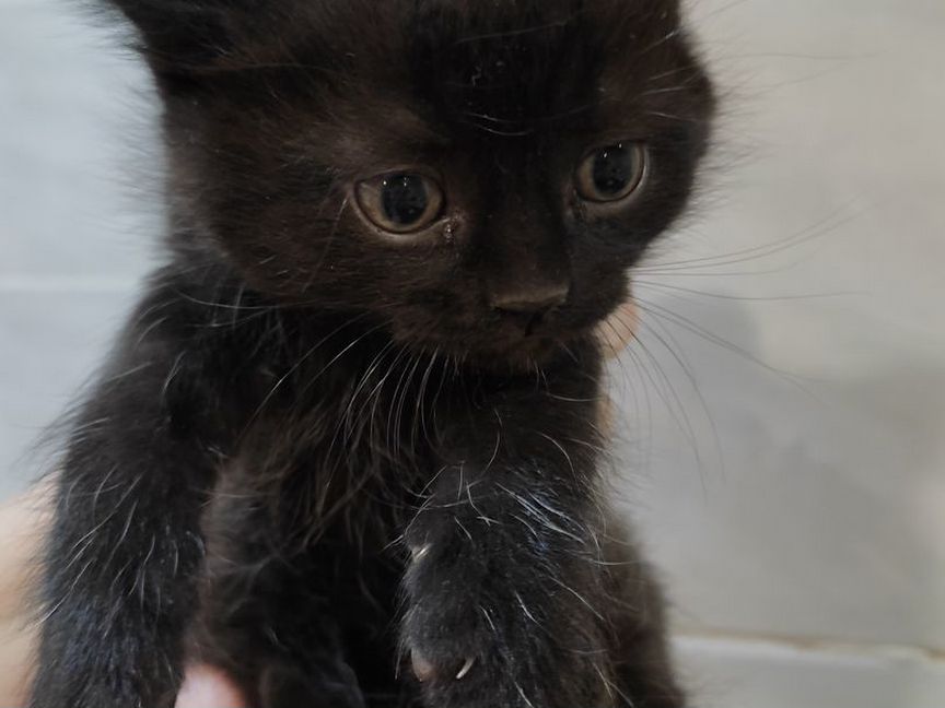 Отдам кошечку добрым хозяевам